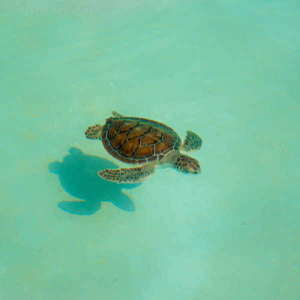 2014 Turtle Release | Six Hearts One Journey